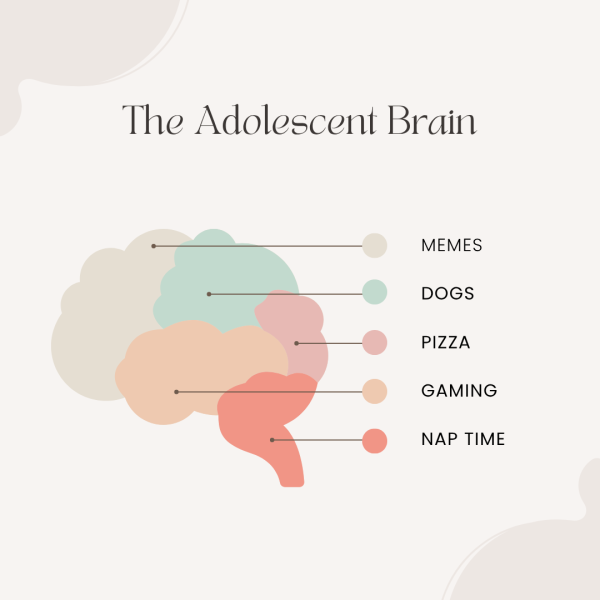 The Adolescent Brain - Arizona Association for Foster and Adoptive Parents